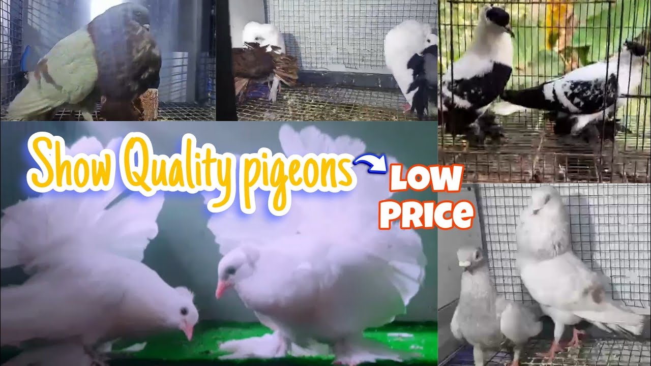 Kerala fancy pigeons farm - sale all fancy pigeons at affordable price ...