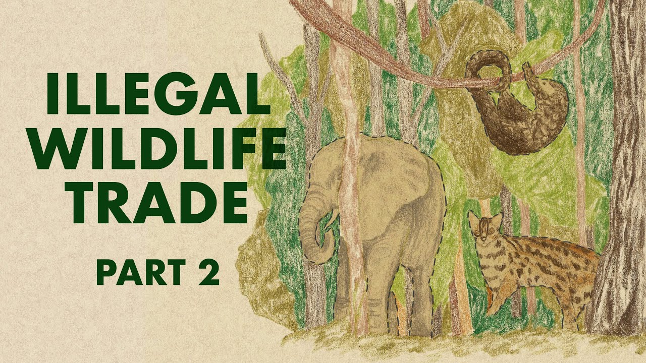 #9 Beyond Smuggling, What's Next? | Illegal Wildlife Trade Part 2 - YouTube