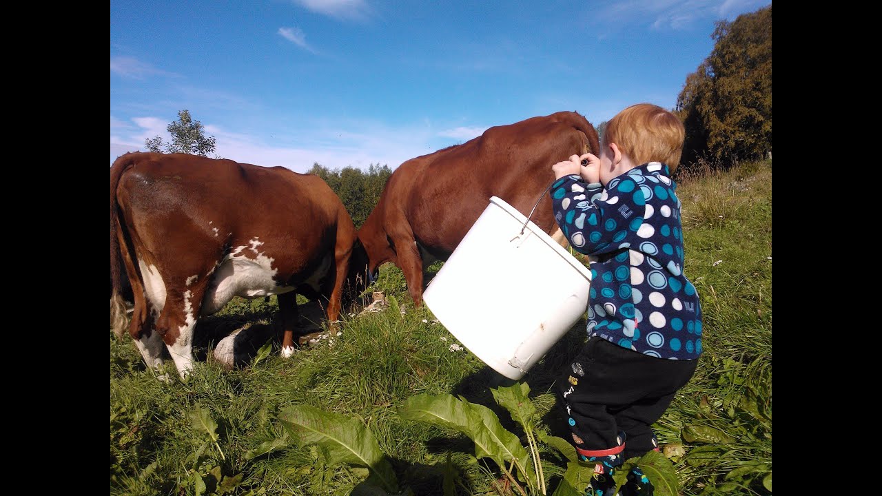 Young Norwegian Farmer 2! (Kaspian på Beite) - YouTube