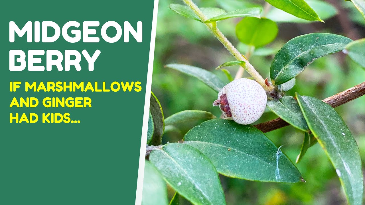 Austromyrtus dulcis-Funky Australian fruit tastes like ginger ...