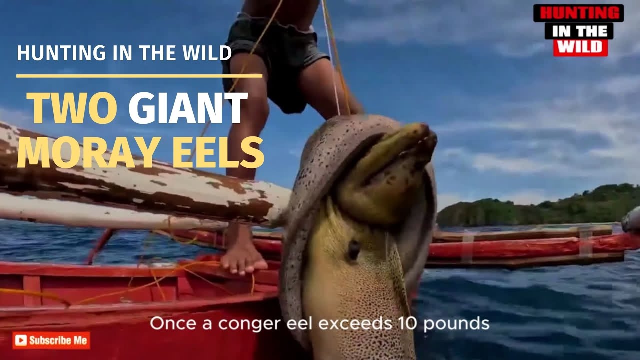 Wilderness fishing: A little boy hooked two giant moray eels while ...