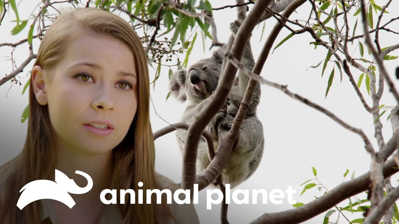 Tratamiento de clamidia para una koala enferma | Los Irwin | Animal ...