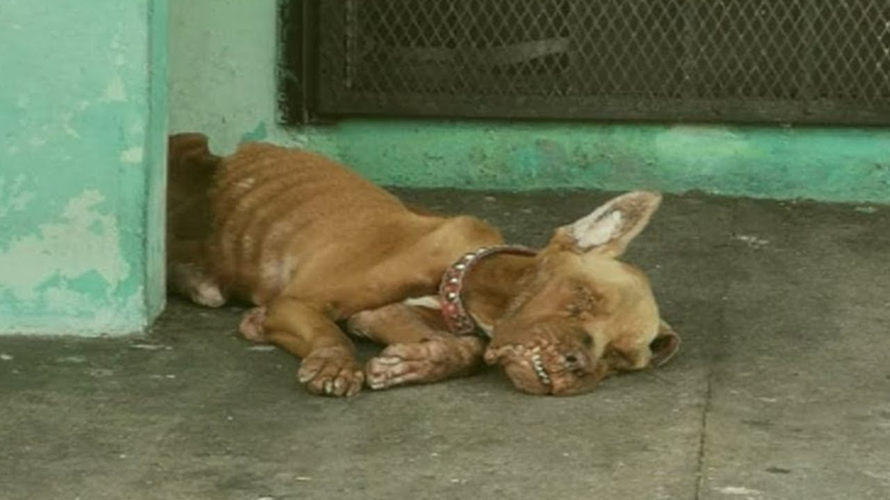 Her Eyes Closed, Her Emaciated Body Was Too Weak, She Hid Behind A Wall ...