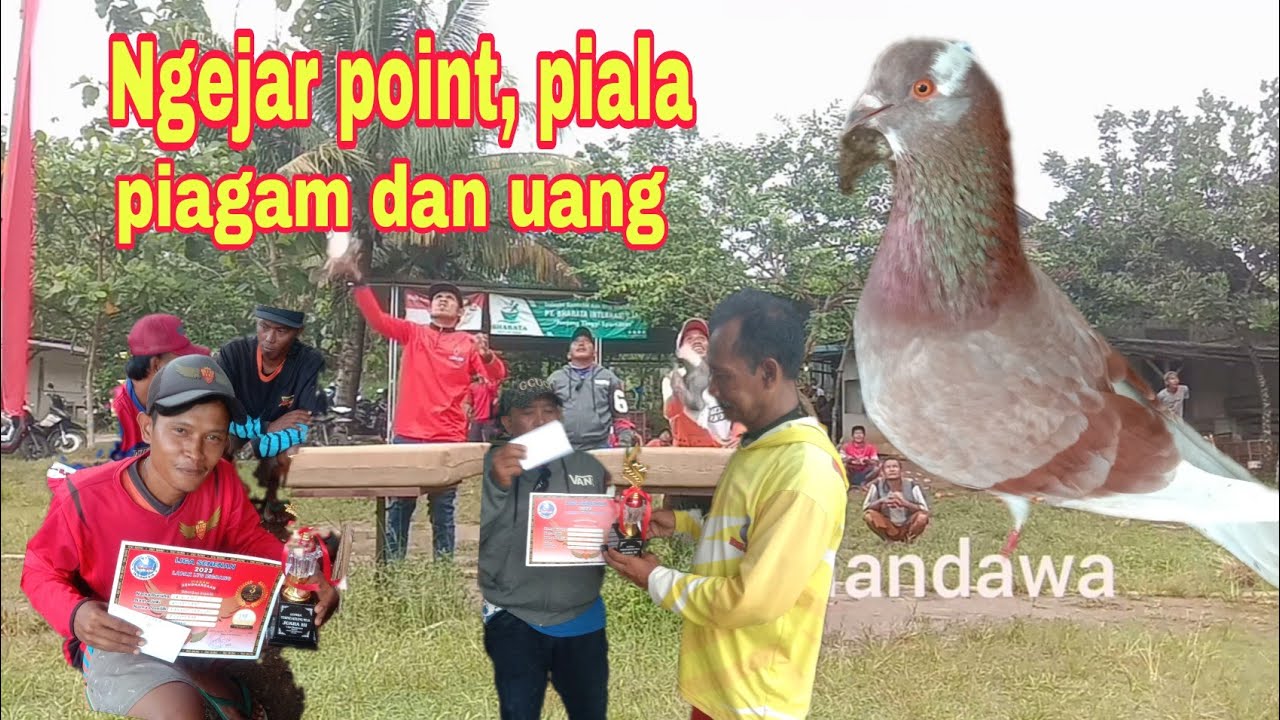 Lomba merpati lapak cipari, merpati aman lancar - YouTube