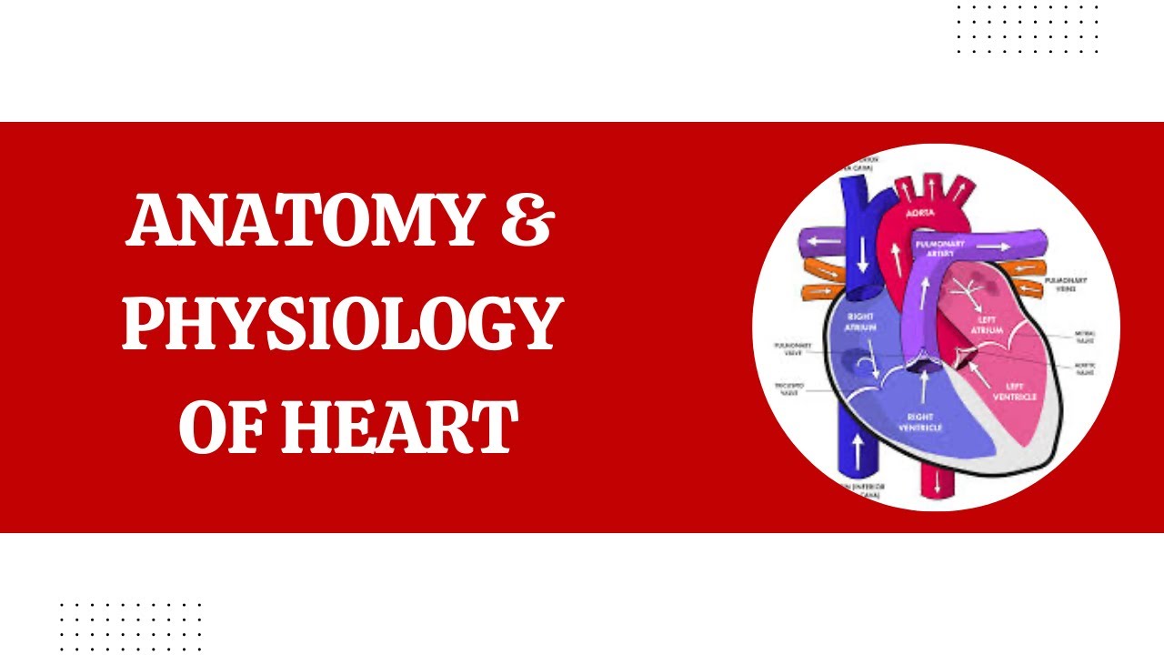 Anatomy and Physiology of Heart - YouTube