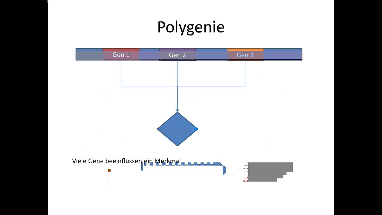 Chrashkurs Genetik - Begriffe - Pleiotropie und Polygenie - YouTube