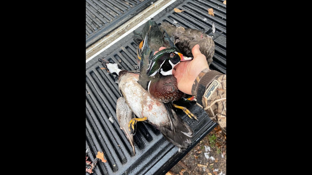 First recorded duck hunt !! - YouTube