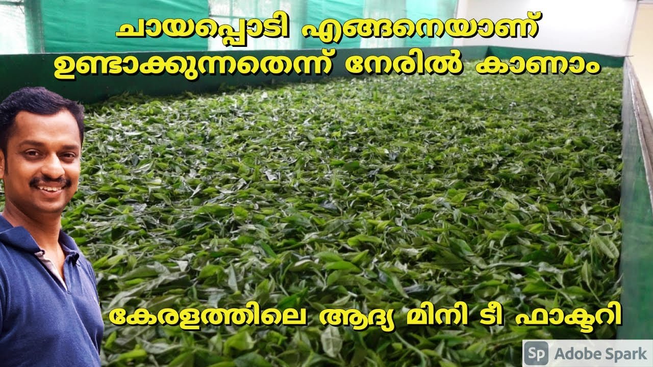 how to make tea powder #How Tea is Processed #Tea Powder Preparation # ...