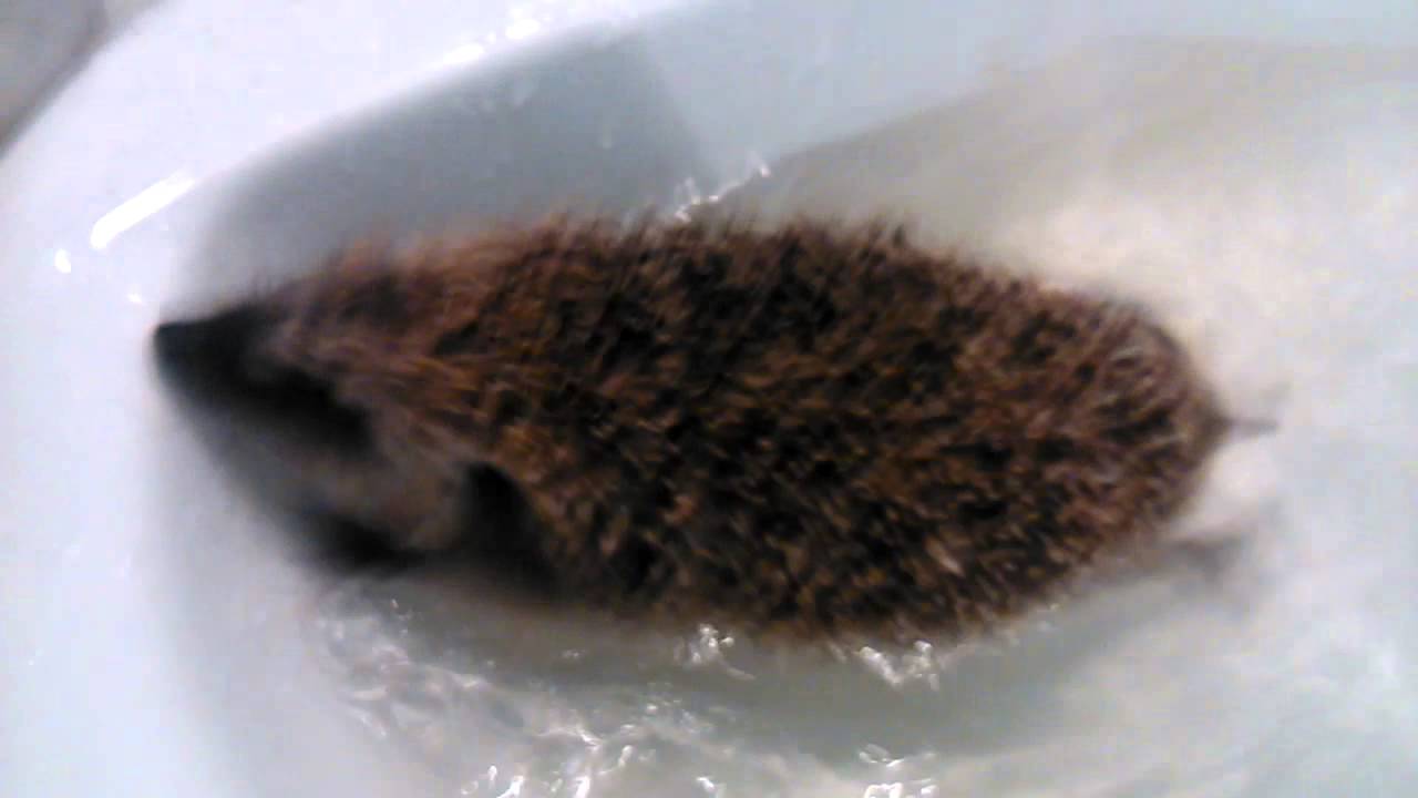 erizo nadando en lavabo - YouTube