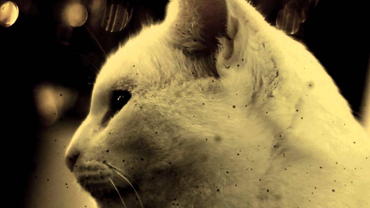 Horror Cats - YouTube