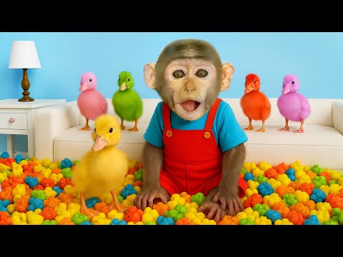 Monkey KoKo enjoys colorful popcorn with the ducklings at home - MONKEY KOKO