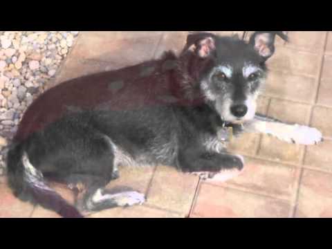 Schnauzer Chihuahua - - YouTube