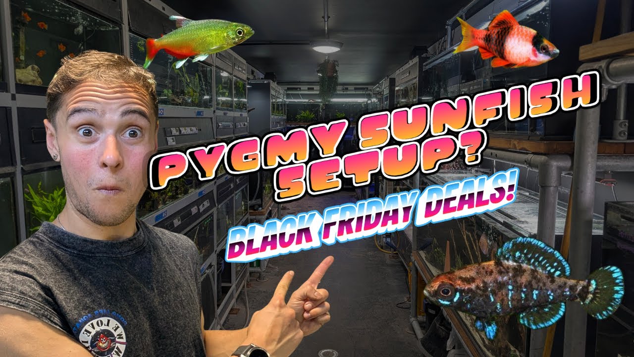 Rare Pygmy Sunfish Breeding Project? Galaxy Hybrids & Empire Gudgeons ...