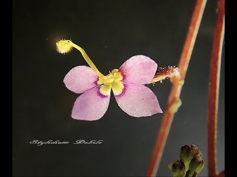 Stylidium. La planta gatillo. - YouTube