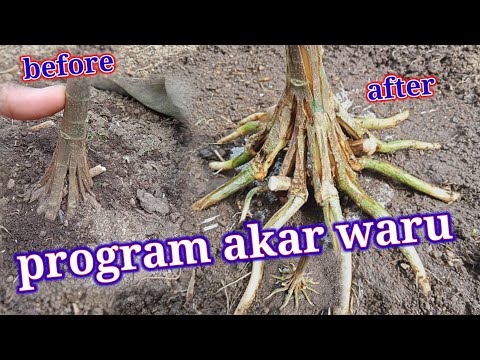 CARA PROGRAM AKAR PADA BAHAN BONSAI WARU LOKAL AKAR MUTER#bonsaiwarulokal
