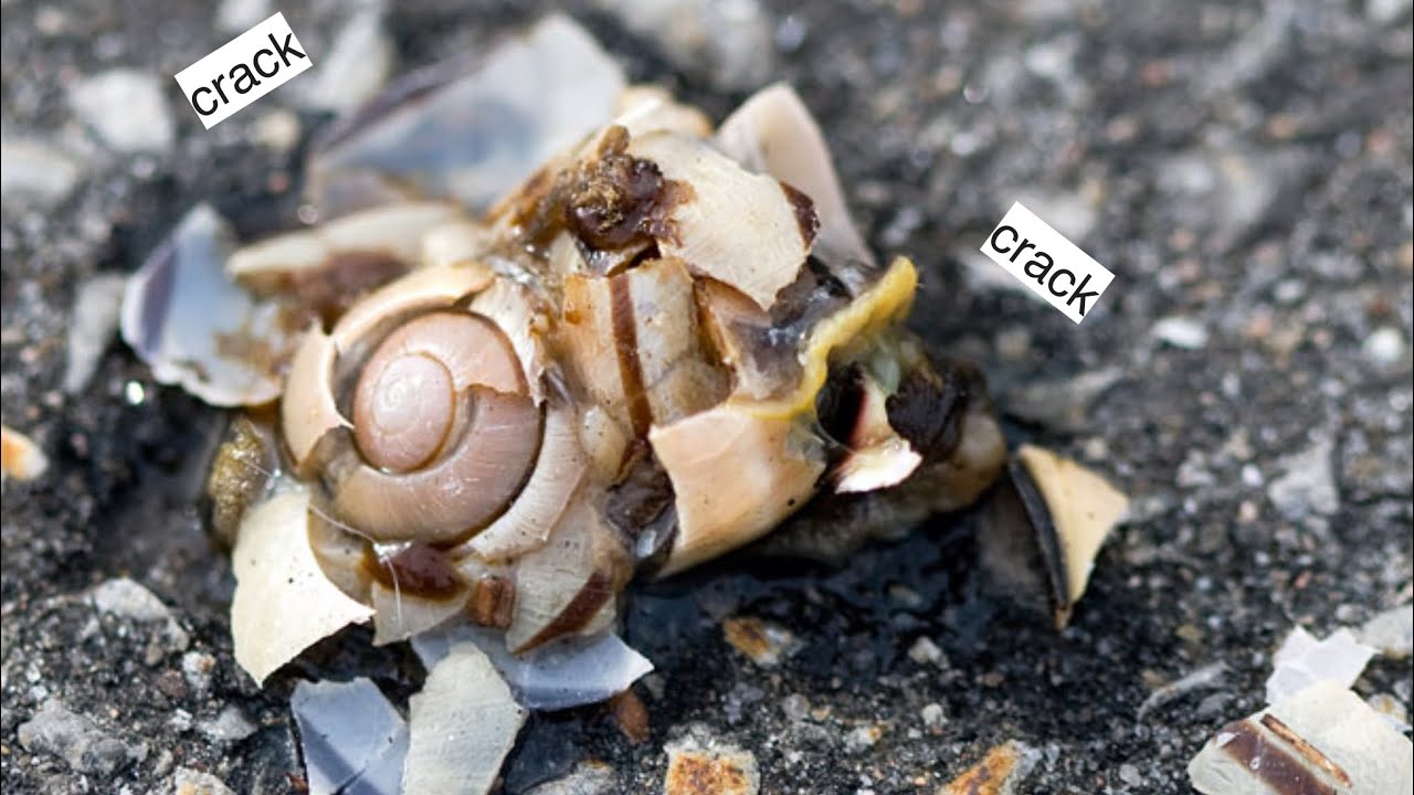 ASMR Crushing shells! - YouTube