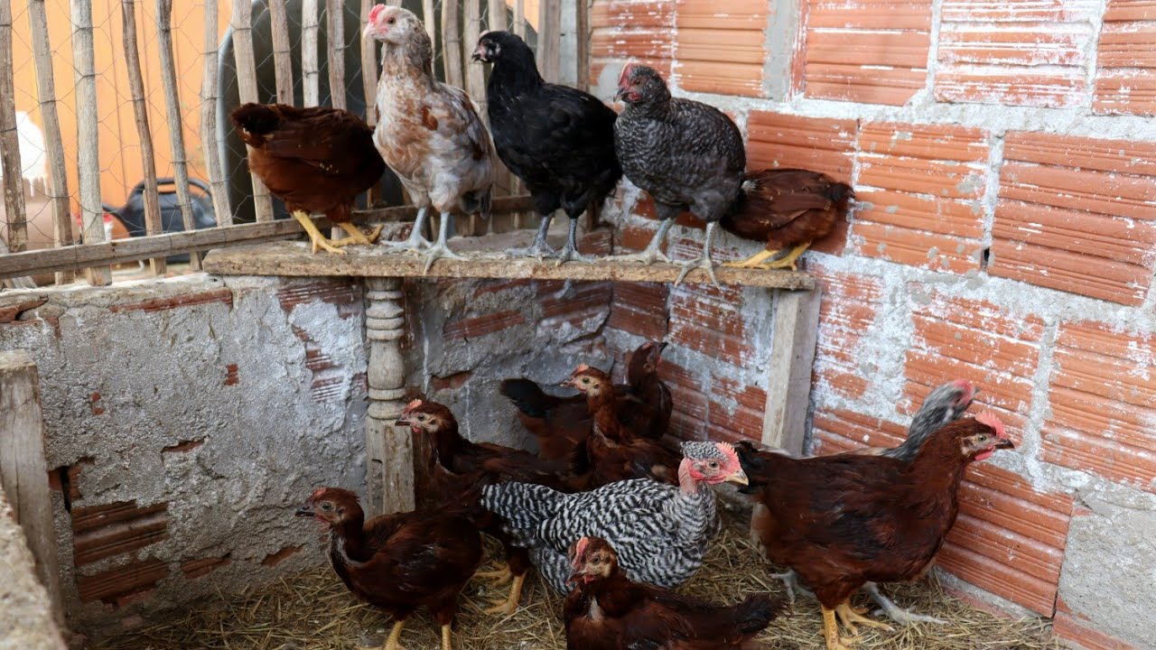 Os cuidados na fase de crescimento dos franguinhos - Dicas - YouTube