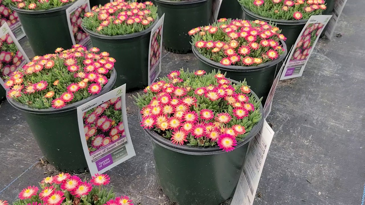 Delosperma Jewel of Desert 'Ruby' (Ice Plant) // Stunning, Easy Care ...