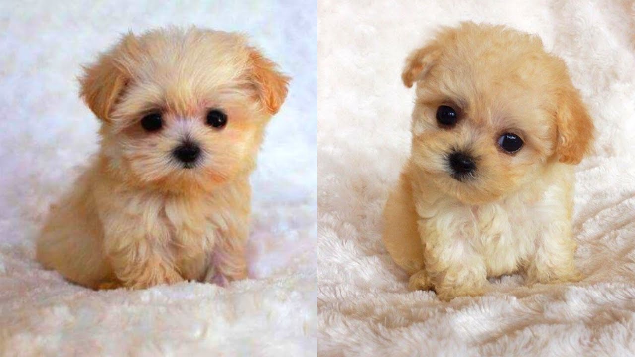 Super Cute Pets ! Cute Baby Animals and Funny Pets Video Compilation ...