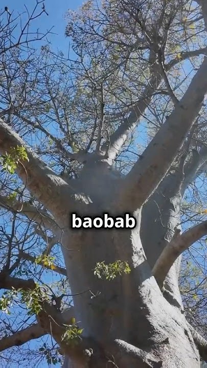 The Baobab Tree #science - YouTube