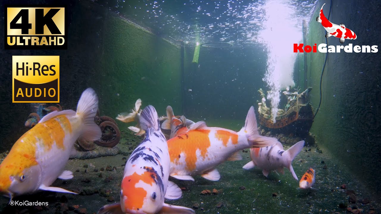 【4K】 Koi Gardens - Japanese Koi - Koi Camera Time - Koi Pond - Fish ...