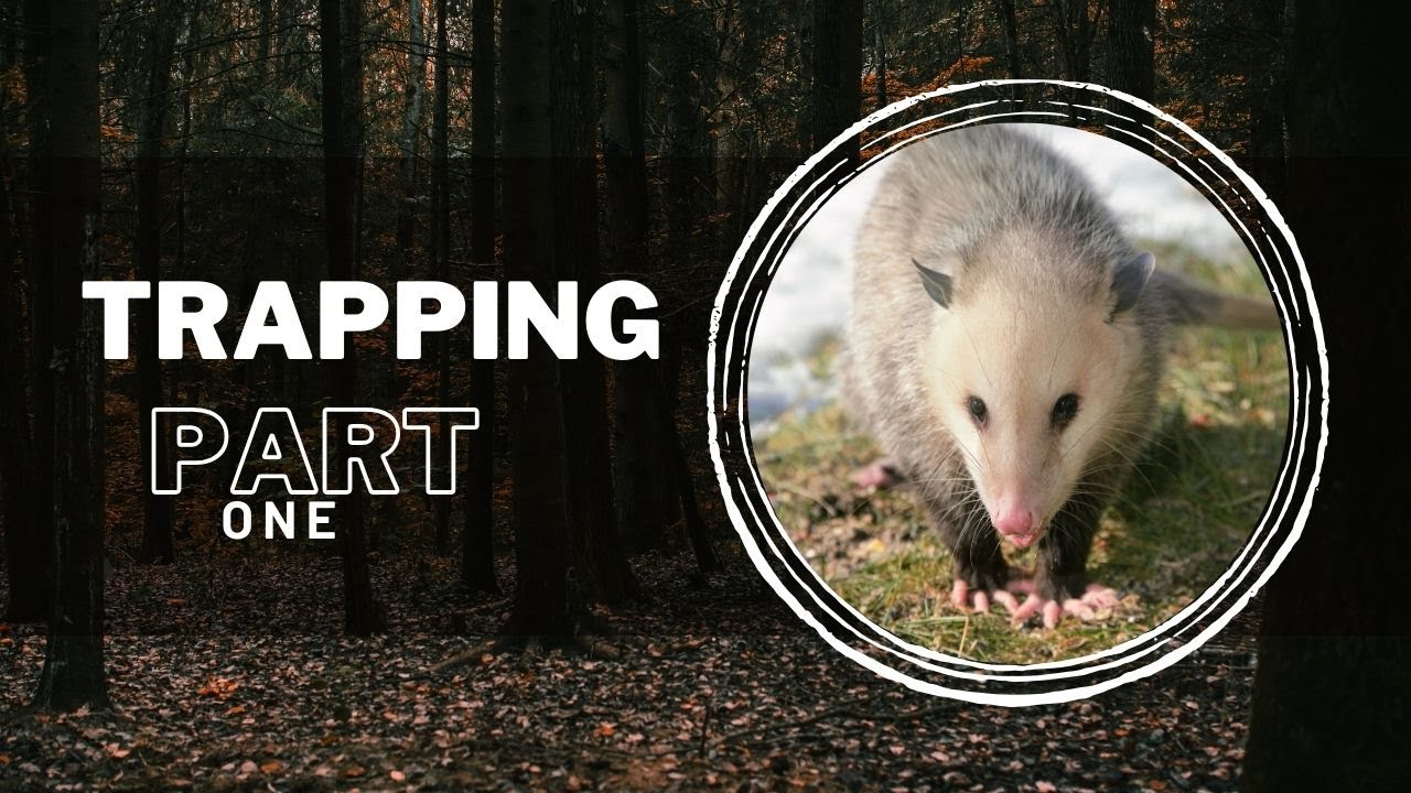 Trapping Opossums - YouTube