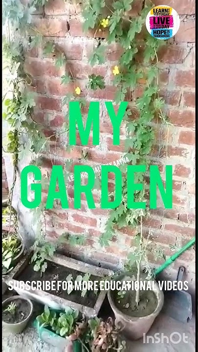 My garden//Growing vegetables at home// #learning #topic - YouTube