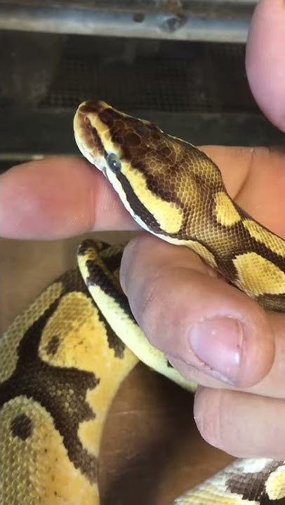 Update: Ball python with scale rot healthy - YouTube