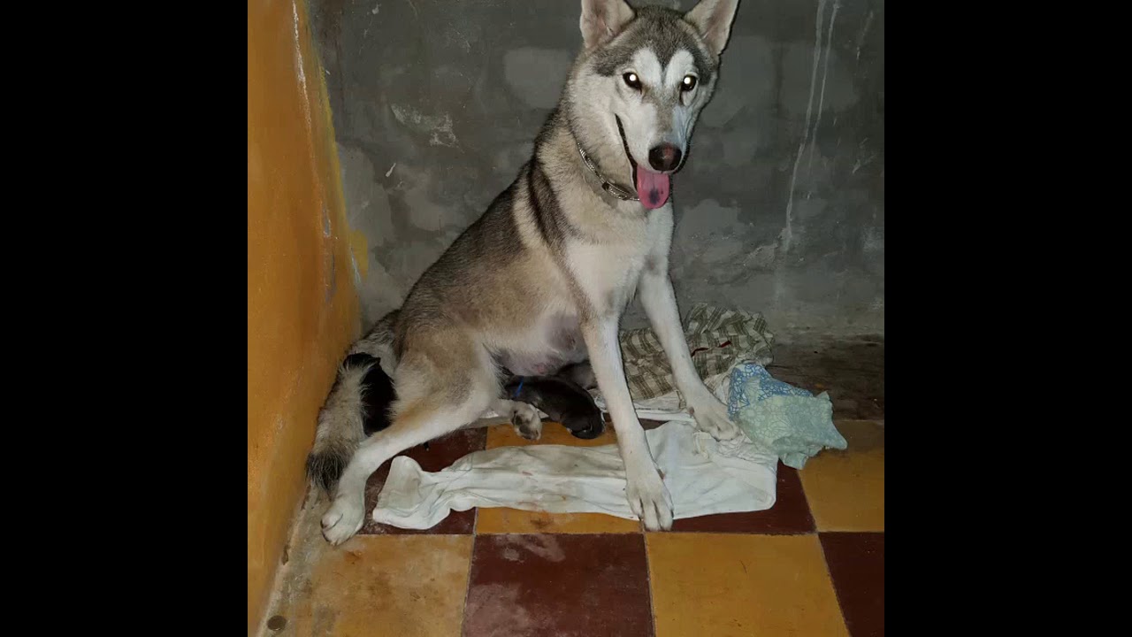 Parto de Vela - YouTube