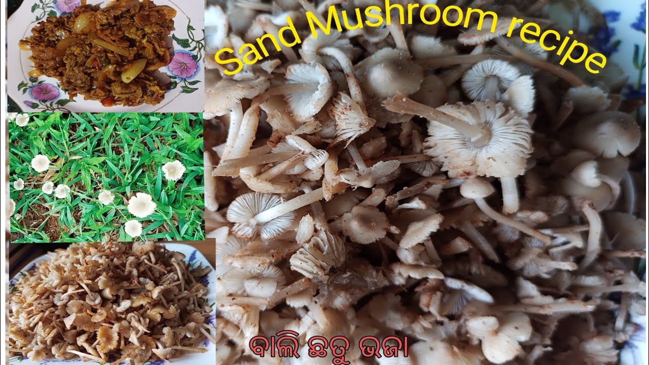 Mushroom fry ll Sand mushroom ll Natural mushroom ll Bali Chhatu ll ...