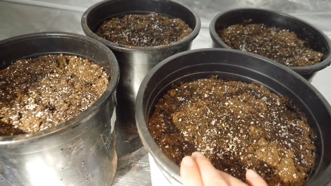 LIFE OF AN AUTOFLOWER CANNABIS PLANT DOCUMENTARY - DAY 1 BABY'S - YouTube