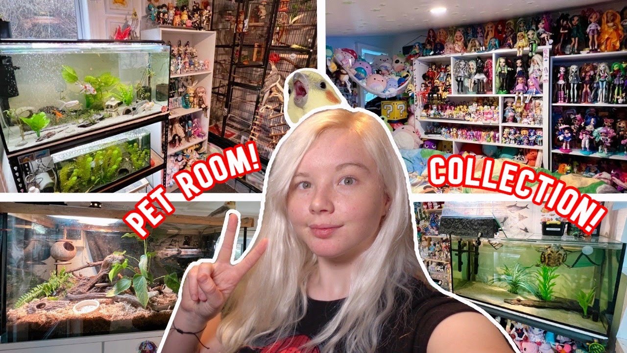 my-animal-room-and-collection-room-tour-youtube