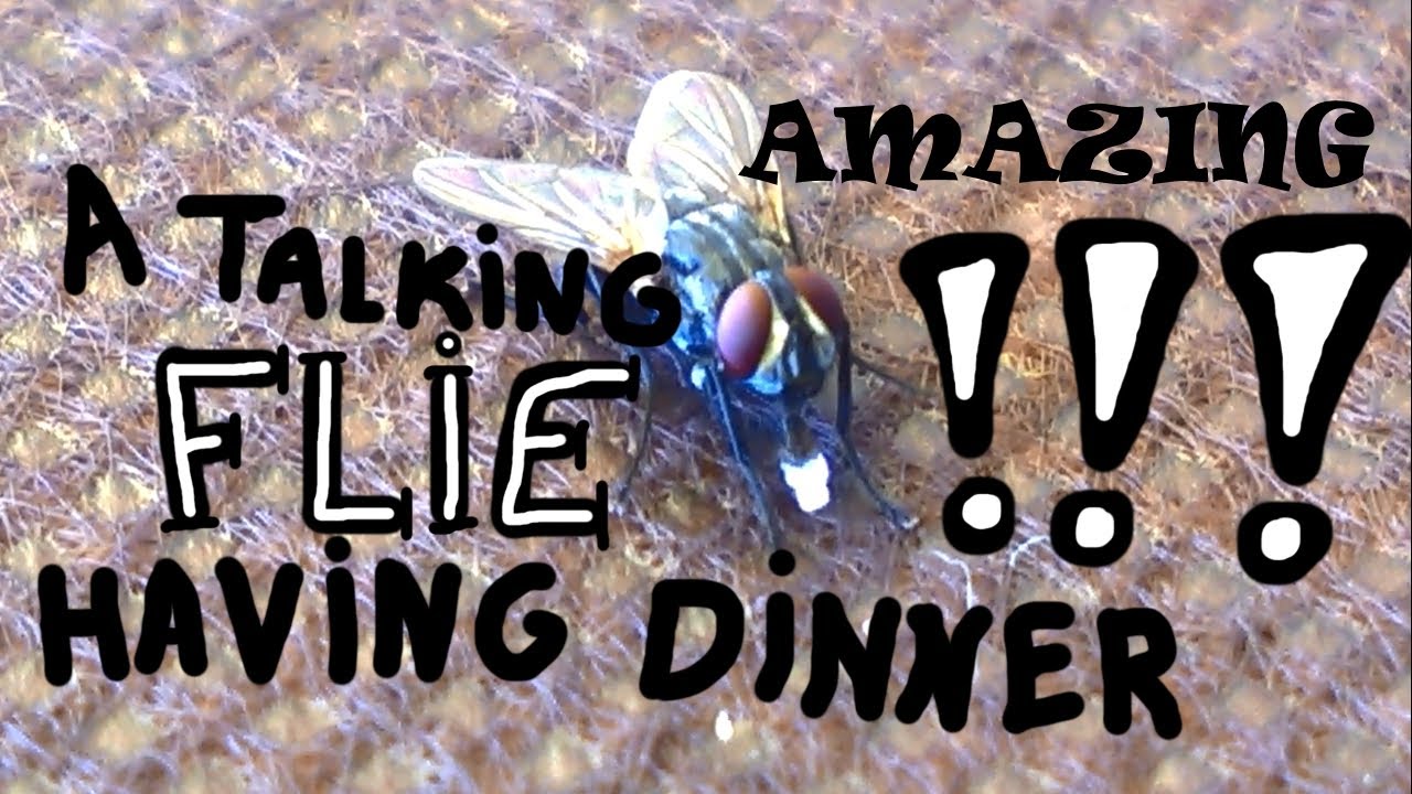 *AMAZING* TALKING FLY HAVING DINNER! - YouTube