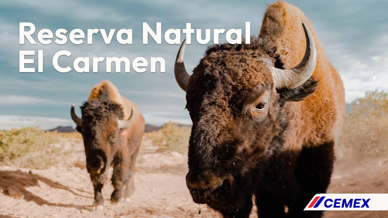 Evolución Reserva Natural El Carmen - YouTube