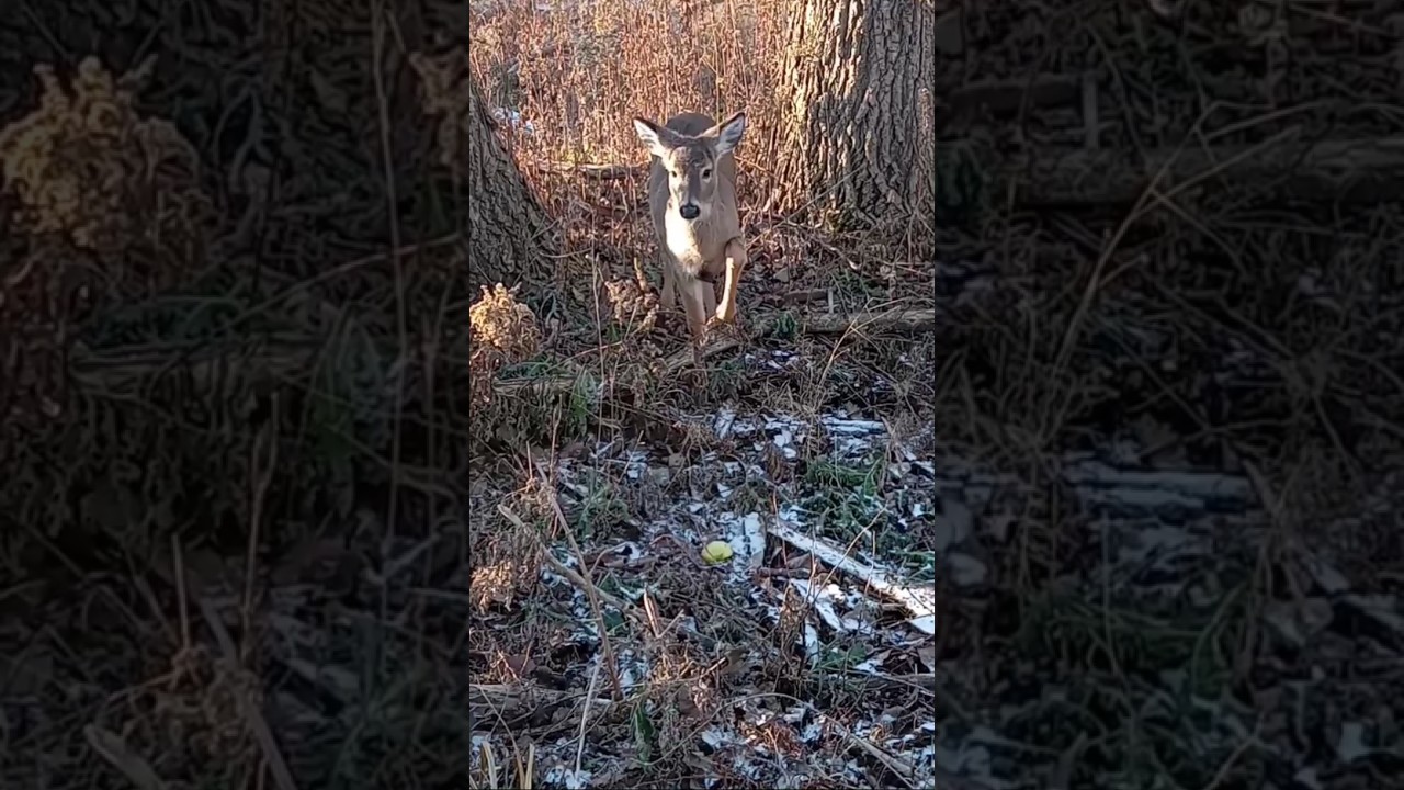 Fawn. Human. Trust. Apple. Quick Story of Kindness and Belief. #Deer # ...