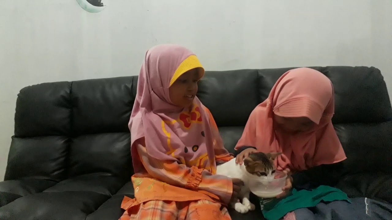 Kisah Muizah, kucing kesayangan Rasulullah SAW - YouTube