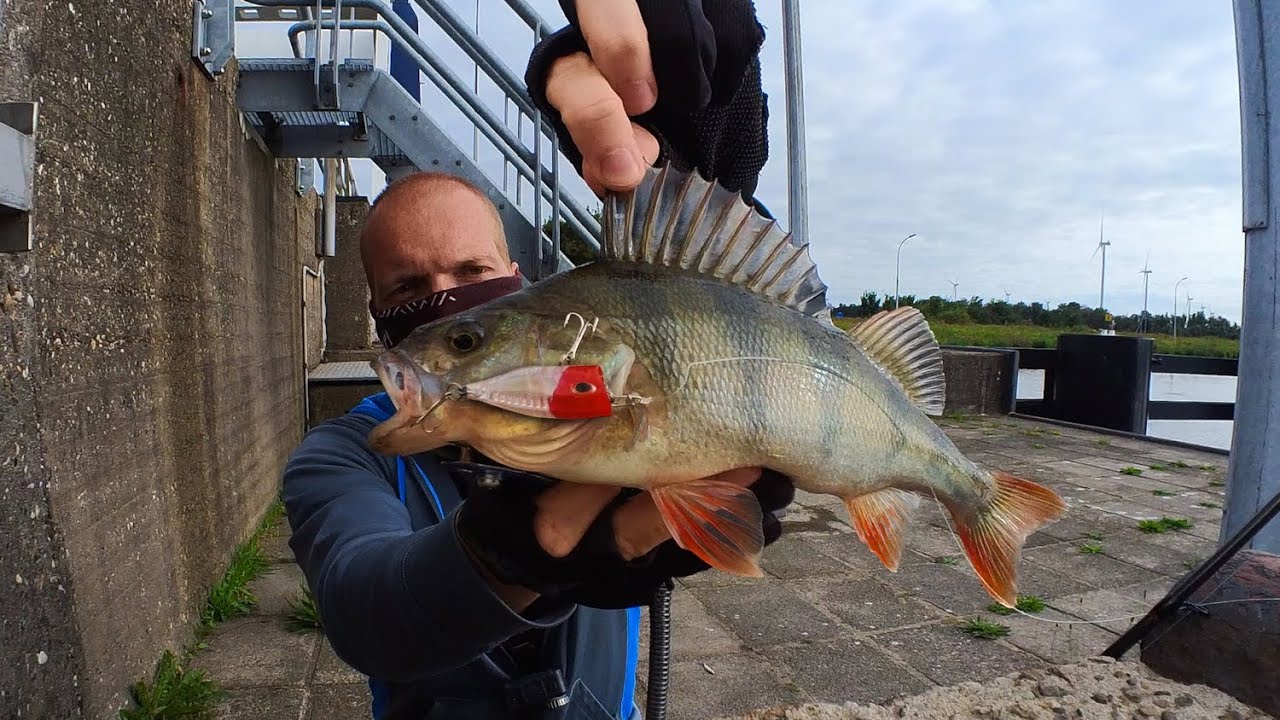 Micro Popper Fishing For Perch - YouTube