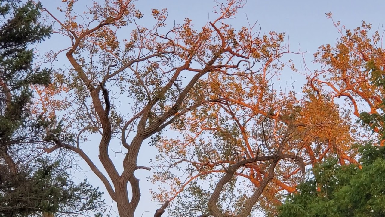 Leaves moving in the wind. October 2019. - YouTube