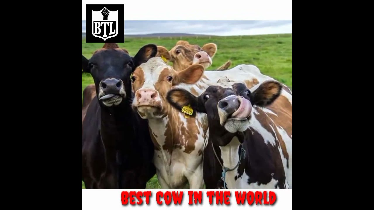 Best Cow in world good milk and very nice Cow - YouTube