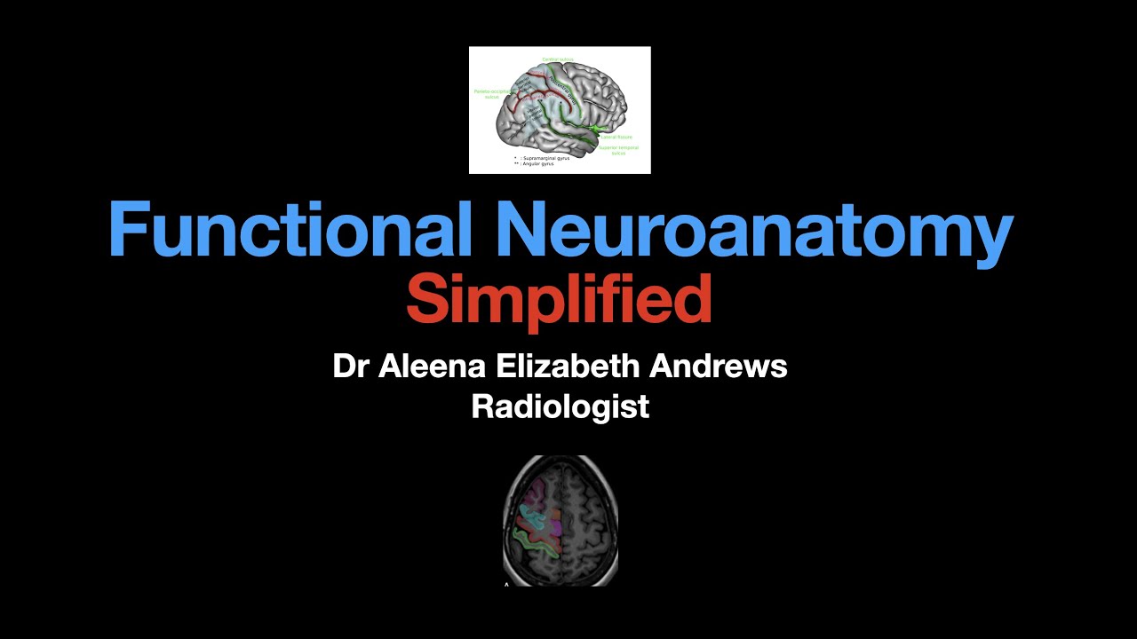 Functional Neuroanatomy - Made simple - YouTube