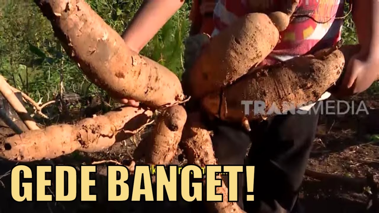 Asiknya Membantu Ibu Mengambil Singkong | BOCAH PETUALANG - YouTube