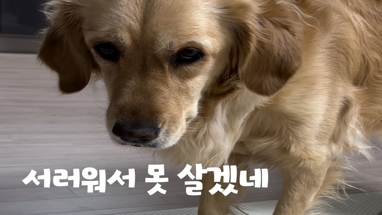 서러워서 못 살겠네 골든리트리버 대형견 강아지 Youtube
