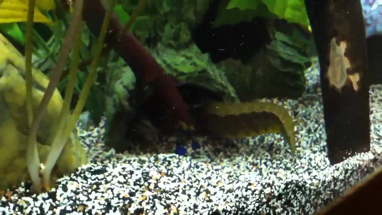 Happy Eels - YouTube