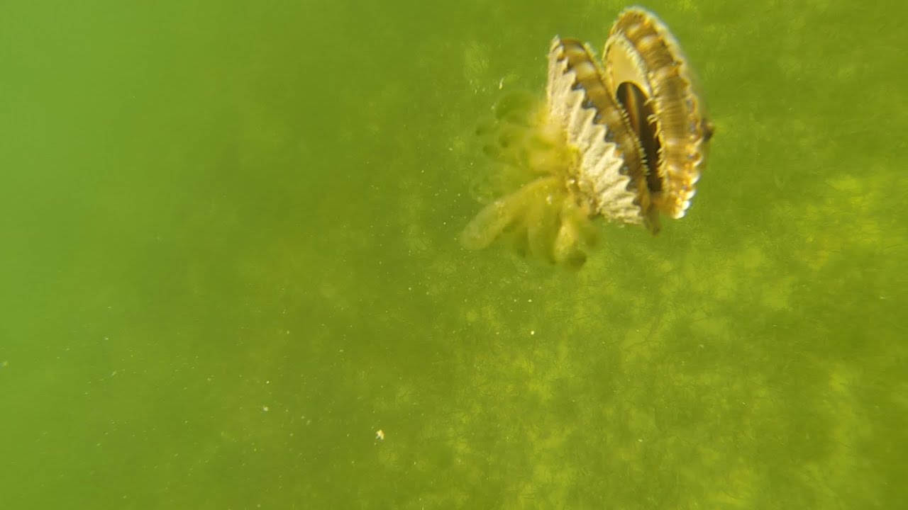 Scalloping in Hernando Beach, FL - YouTube