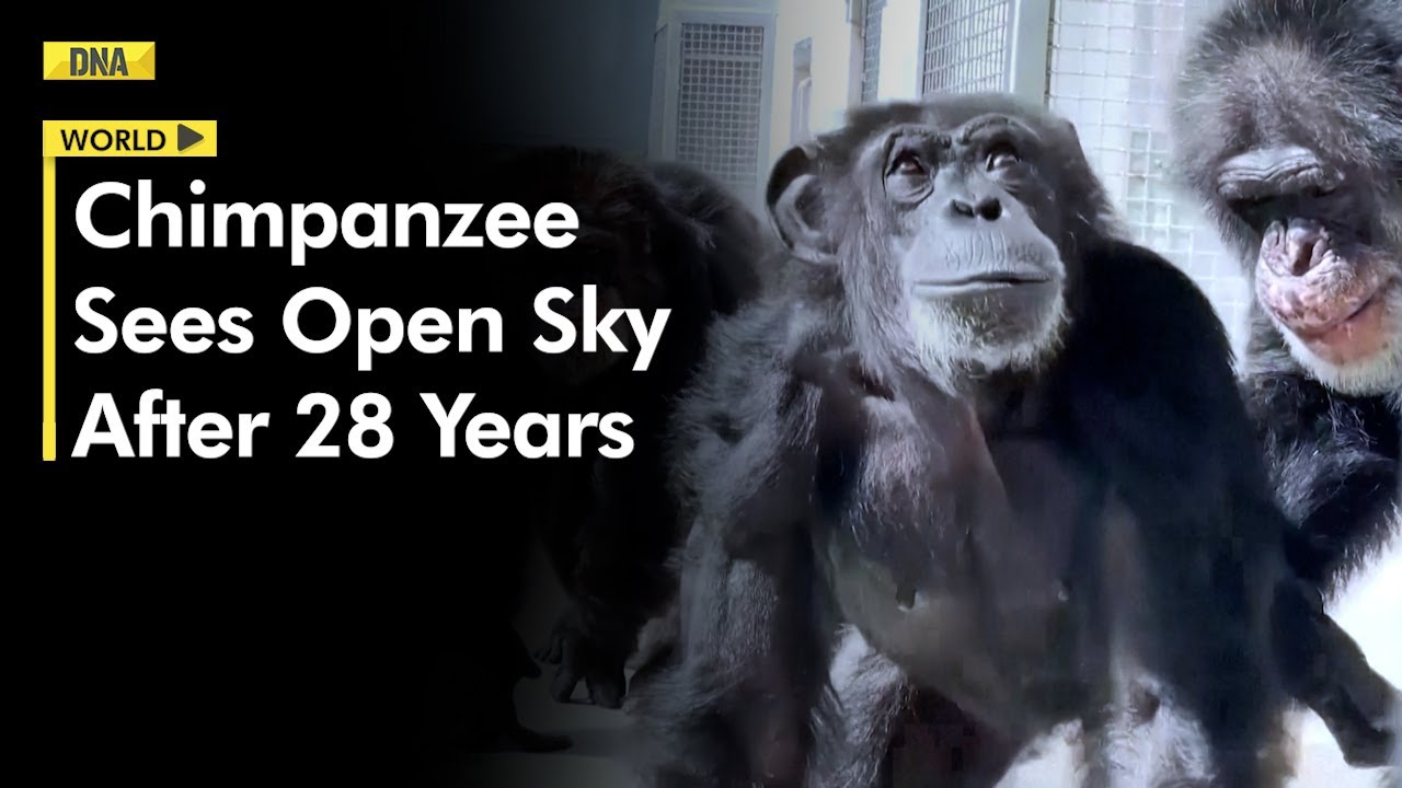 Heartwarming! Rescued Chimpanzee Sees Open Sky For First Time After 28 ...
