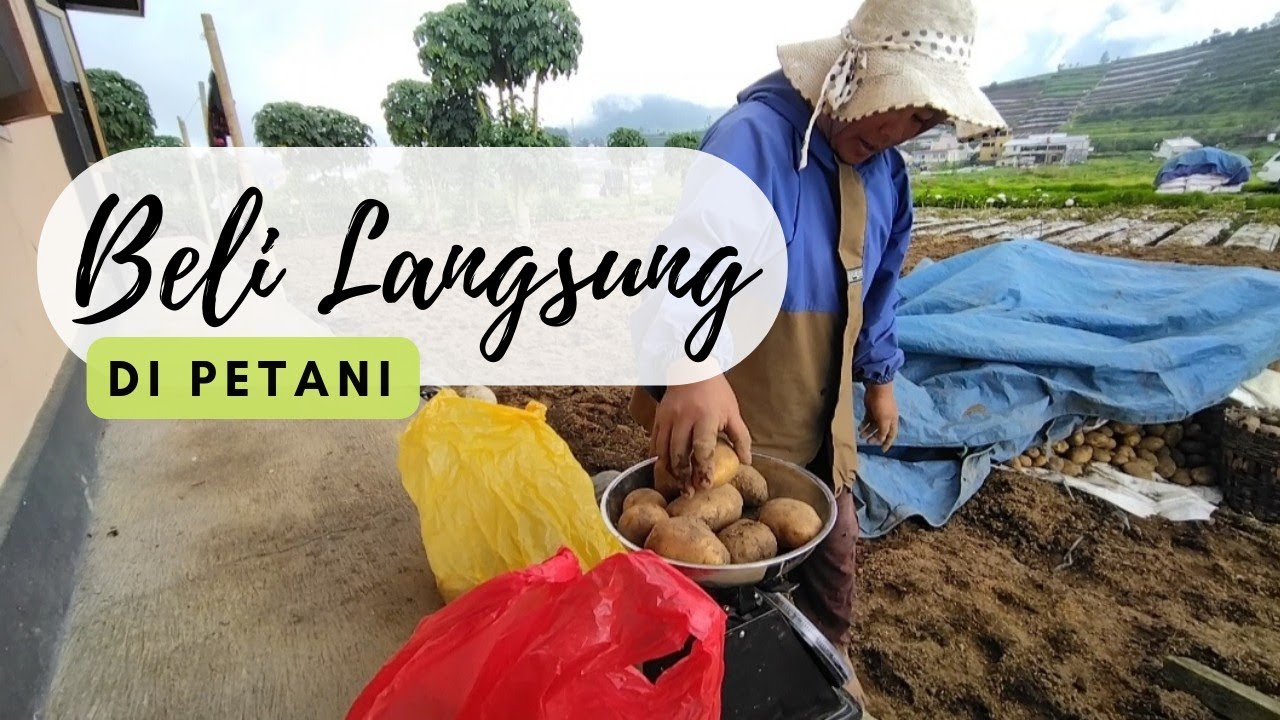 #DIENG || 16 Beli Kentang Dieng Langsung di Petani - YouTube