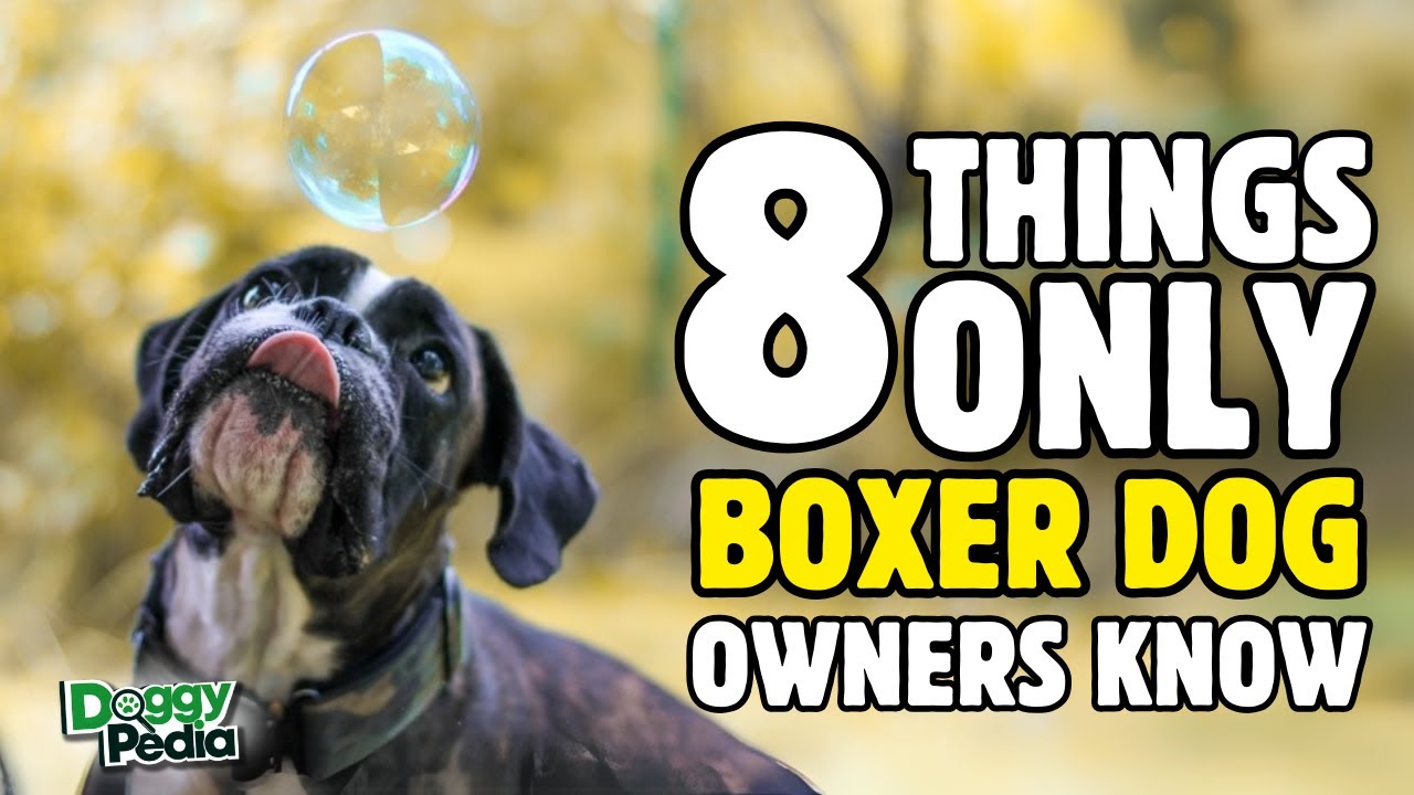 8 Things Only Boxer Dog Owners Understand - YouTube
