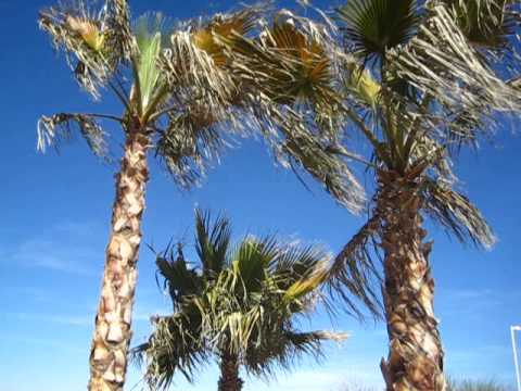 Palm Trees in El Paso, Texas - Not Too Shabby!
