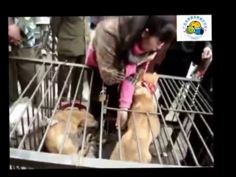 4 Dogs Rescued From Slaughter, Meat Market, China - YouTube