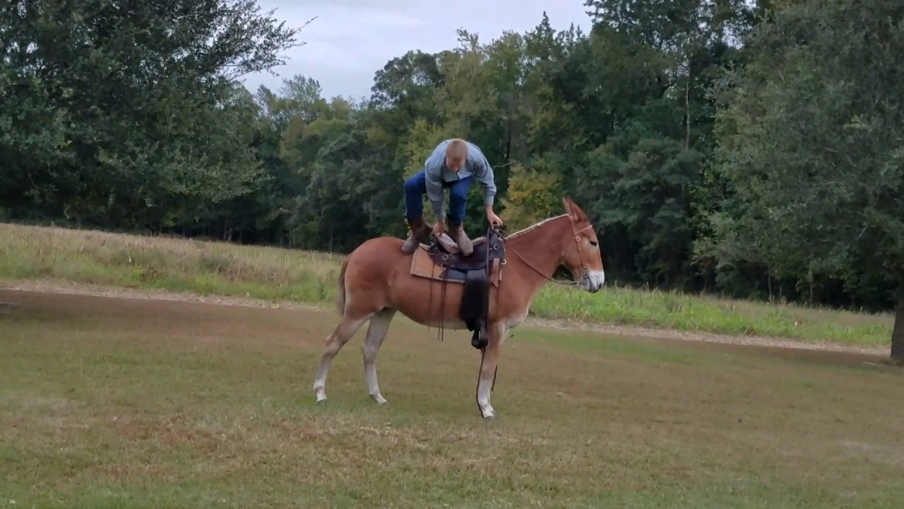 Safe Molly mule great ride! - YouTube